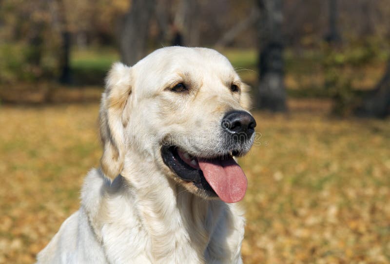 Golden Retriever stock image. Image of labrador, tail - 21556151
