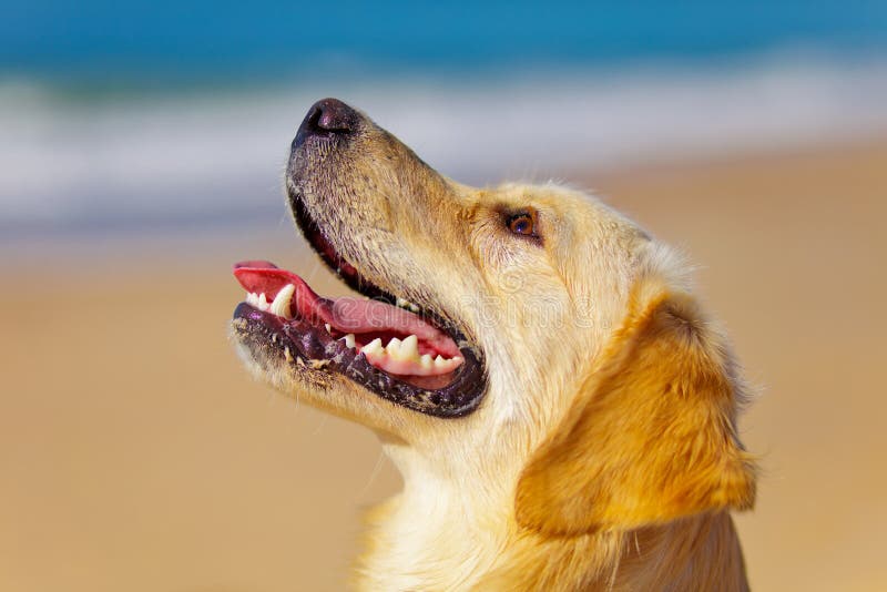 Golden Retriever stock photo. Image of domestic, hound - 21706012