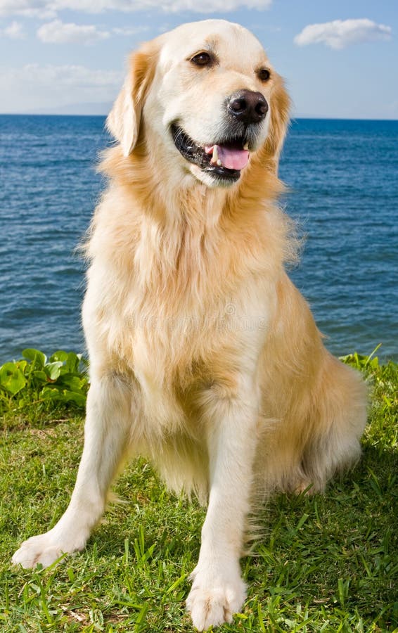 Golden Retriever stock photo. Image of open, portrait - 22379278