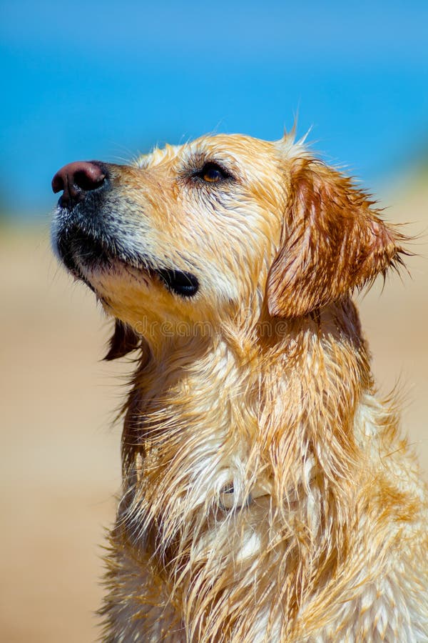 Golden Retriever stock image. Image of cute, contented - 24803865