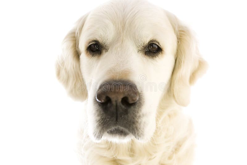 Proud Labrador Retriever stock photo. Image of young - 12970588