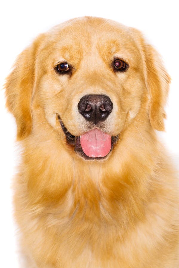 Golden Retriever stock photo. Image of canine, face, retriever - 25939486