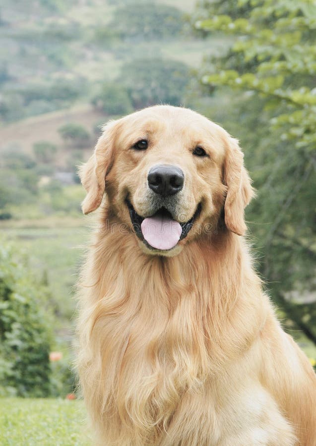 Golden retriever stock photo. Image of cute, pure, male - 440242