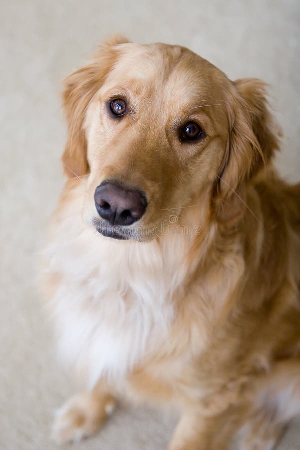 Golden Retriever stock photo. Image of breed, waterfowl - 5358348