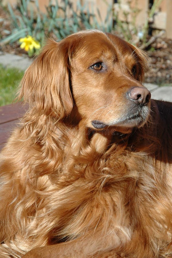 Golden Retriever stock photo. Image of breed, pure, hound - 580056