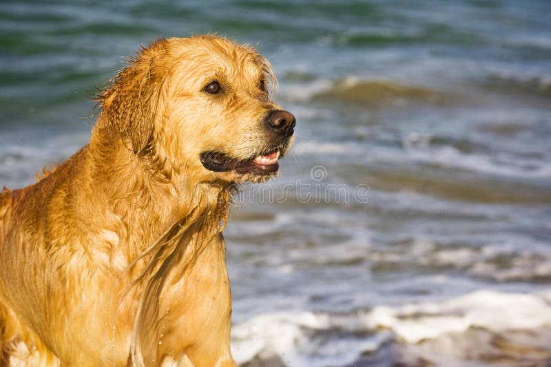 Golden Retriever stock photo. Image of look, water, summer - 5920098