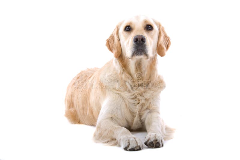 Proud Labrador Retriever stock photo. Image of young - 12970588