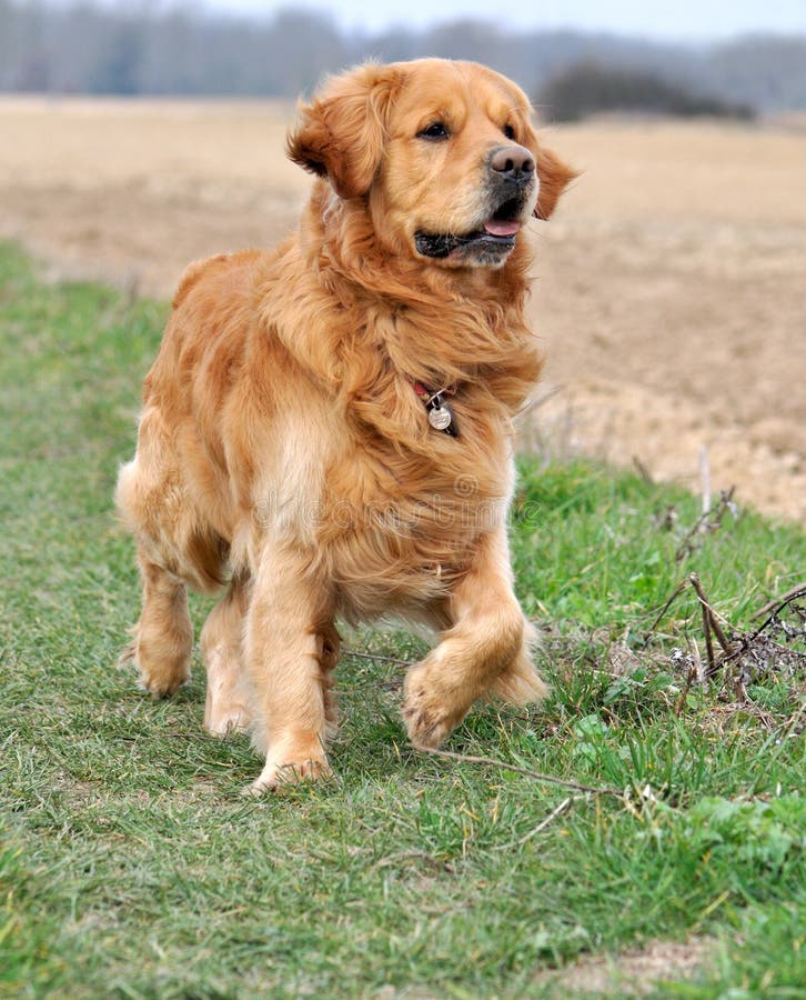 2 Golden Retrievers in Field of Fall Leaves Stock Photo - Image of pets ...