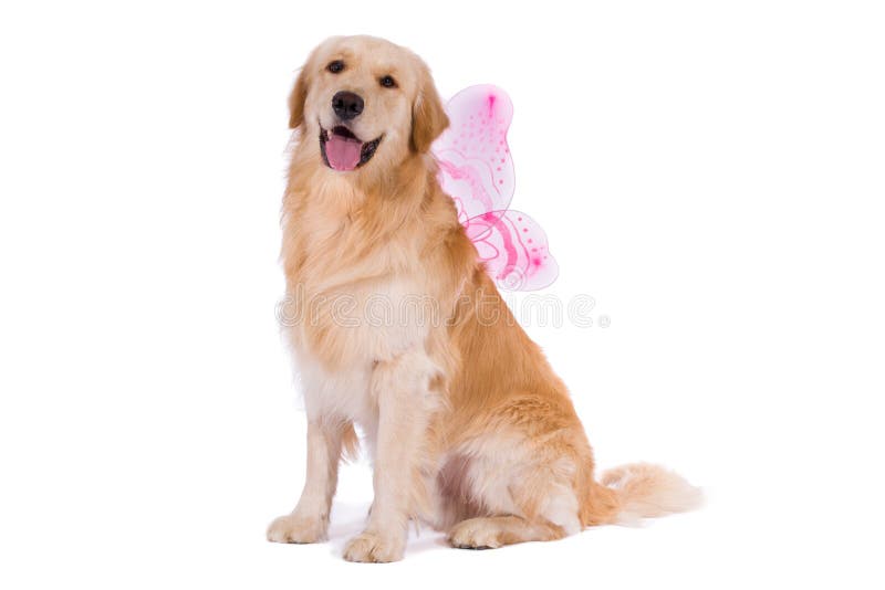 Golden Retriever Avec Des Ailes De Papillon Photo stock - Image du ...