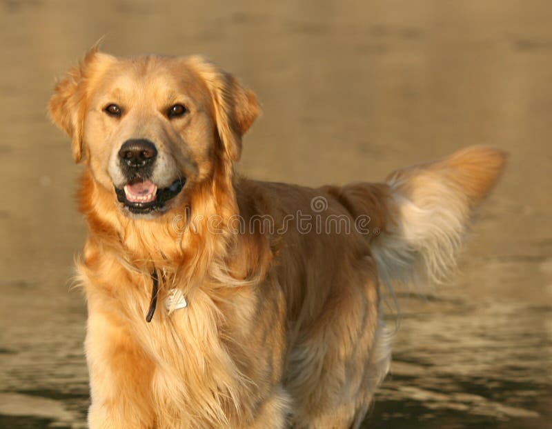 Golden Retriever at Baker Beach, San Francisco California Stock Image ...