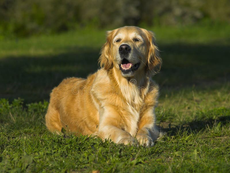 Are Golden Retrievers Double Coated