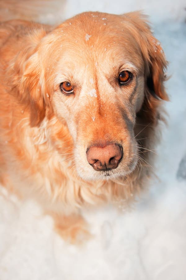 Golden Retriever stock photo. Image of fluffy, retriever - 39884108