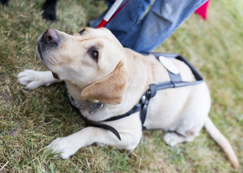Blinde Person, Die Mit Ihrem Blindenhund Geht Stockfoto - Bild von ...