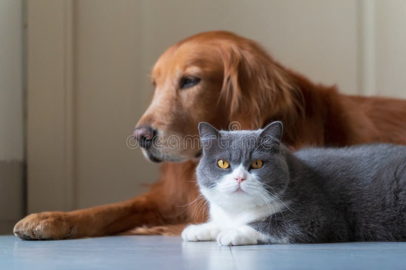 Golden Retriever and British Shorthair Stock Image - Image of ...