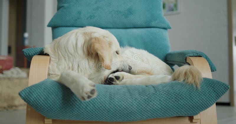 Golden Retriever Chewing His Leg, Getting a Pedicure Stock Footage ...