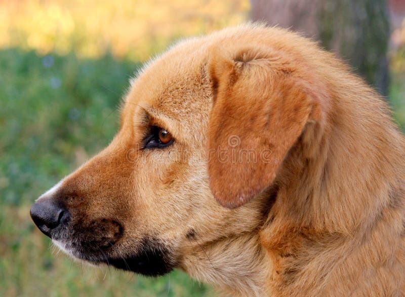 264 Golden Retriever Dog Portrait Side View Photos - Free & Royalty ...