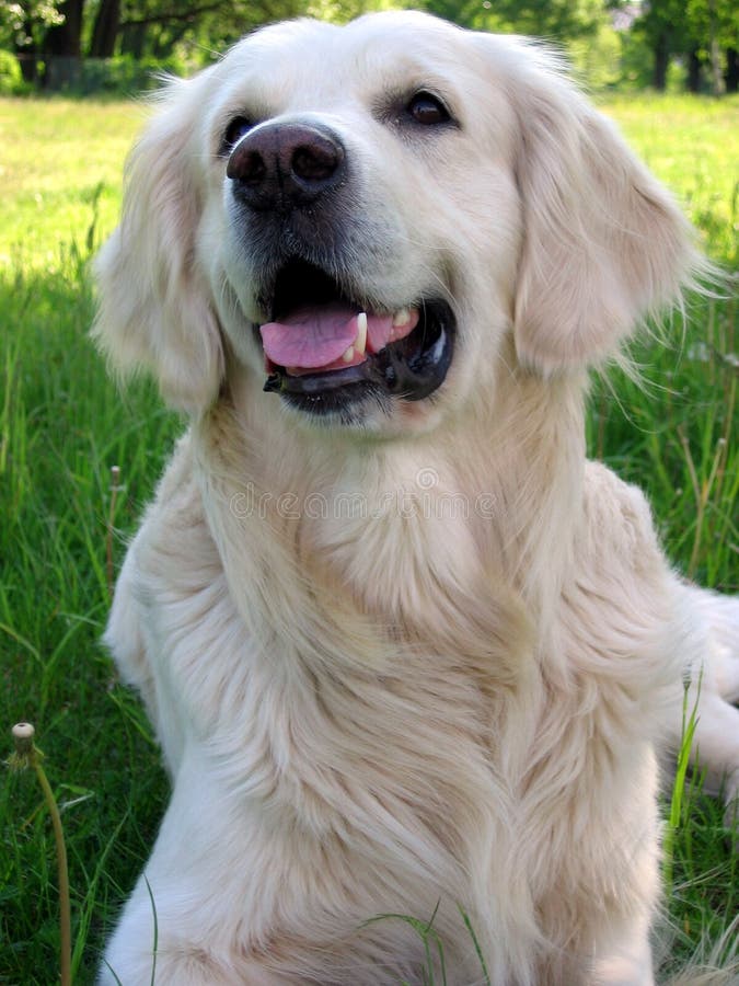 Golden retriever dog stock image. Image of retriever, white - 387645
