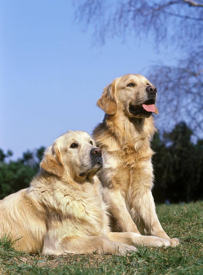 Golden Retriever Dog, Adults Standing on Grass Stock Image - Image of ...