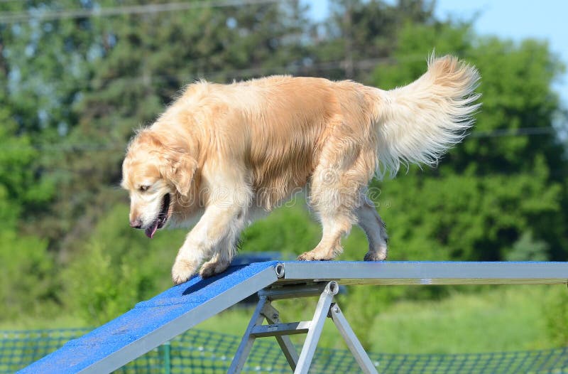 Golden Retriever at a Dog Agility Trial Stock Photo - Image of golden ...