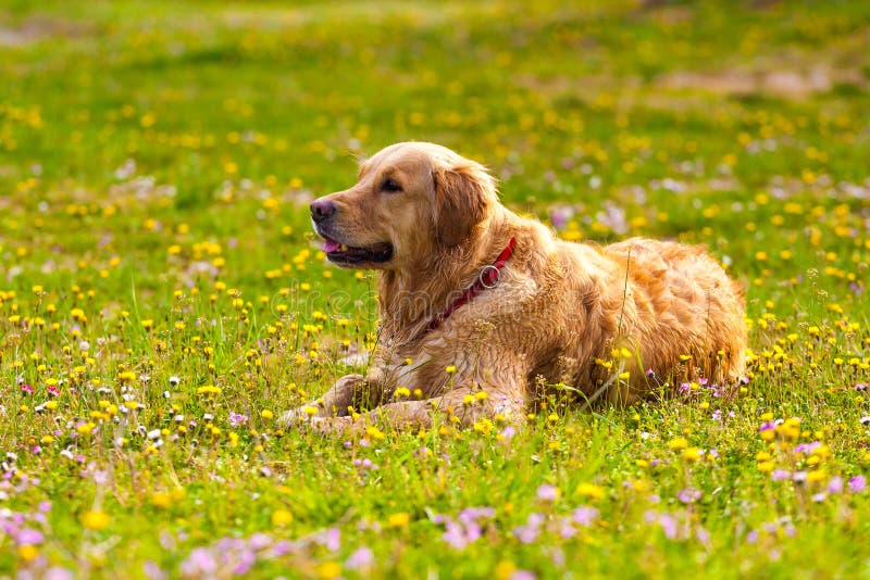 Golden Retriever Dog in Enjoy Sun Stock Image - Image of beautiful ...