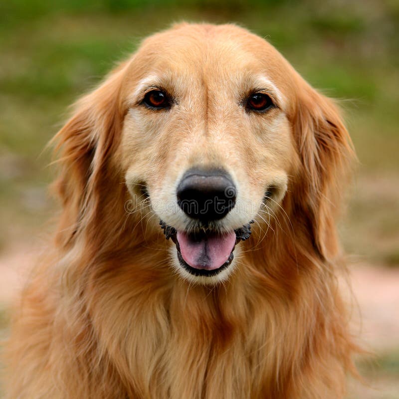 Golden Retriever dog face stock photo. Image of looking - 43800536