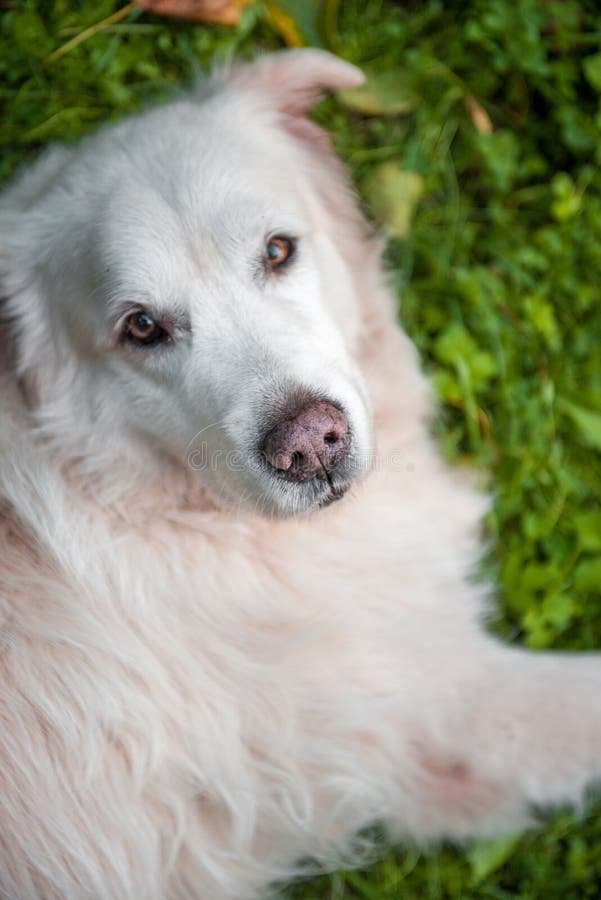 Golden Retriever Dog Face Portrait. Nose in Focus. Stock Image - Image ...