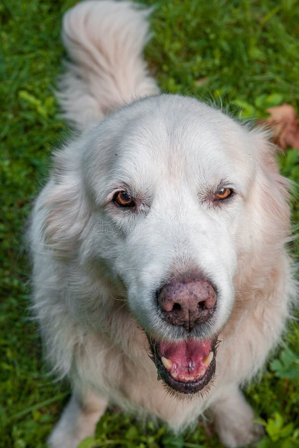 Golden Retriever Dog Face Portrait. Nose in Focus. Stock Image - Image ...