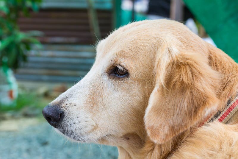 Golden Retriever dog stock photo. Image of happiness - 42782750