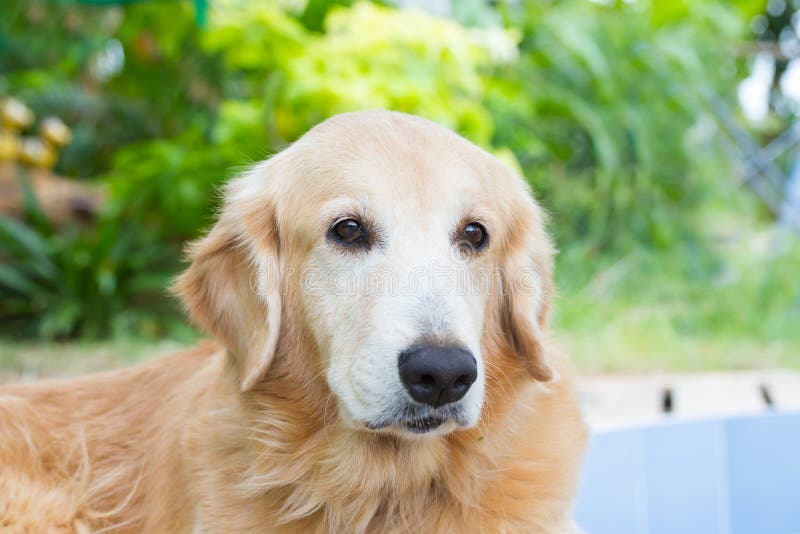 Golden Retriever dog stock image. Image of pretty, friend - 42782935