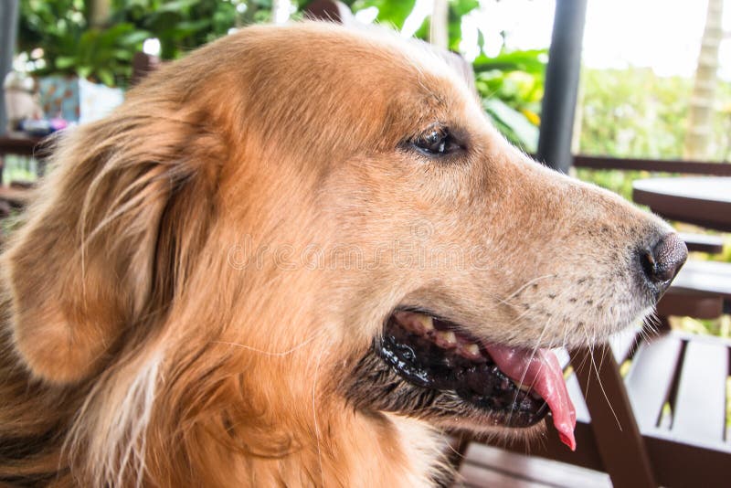 Golden Retriever Dog Headshot Stock Photo - Image of natural, mammal ...