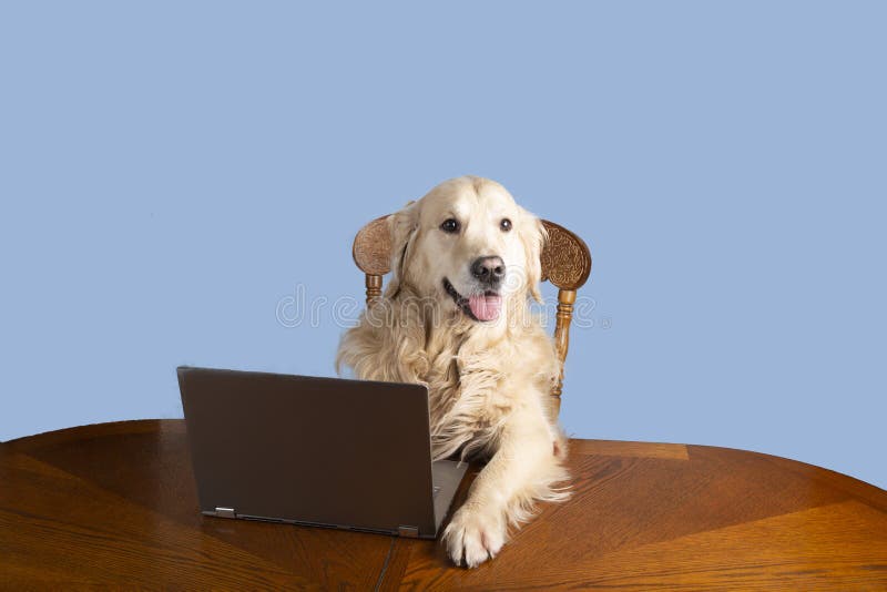 Golden Retriever Dog and Laptop.a Smart Dog is Sitting at a Table with ...