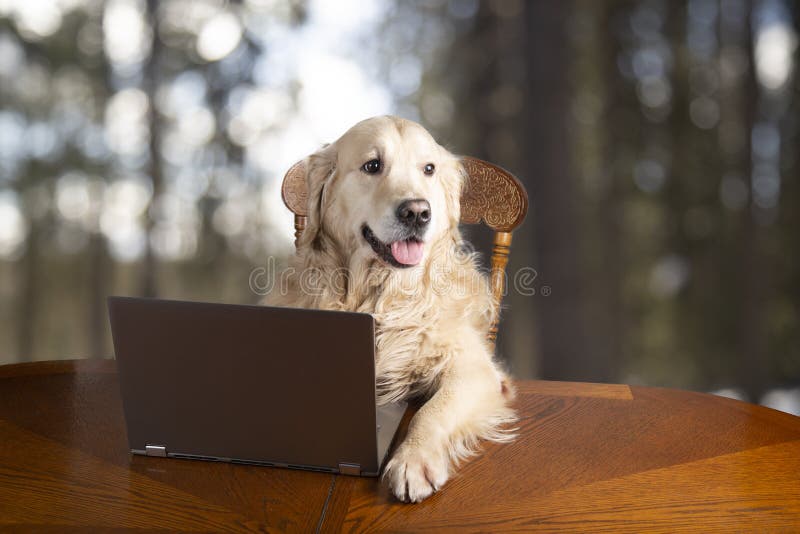 Golden Retriever Dog and Laptop.a Smart Dog is Sitting at a Table with ...