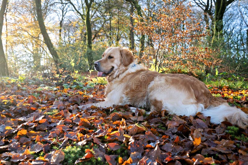 Golden Retriever Dog in an Outdoor Setting Stock Photo - Image of sunny ...