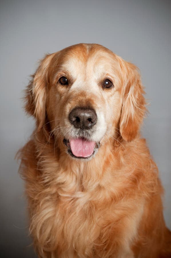 Golden retriever stock photo. Image of cute, pure, male - 440242