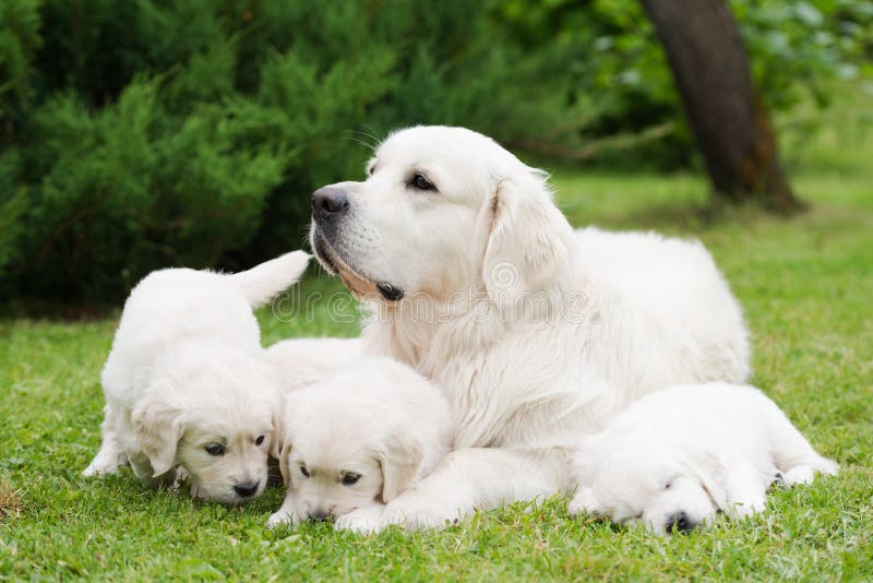 9,070 Golden Retriever Spring Stock Photos - Free & Royalty-Free Stock ...