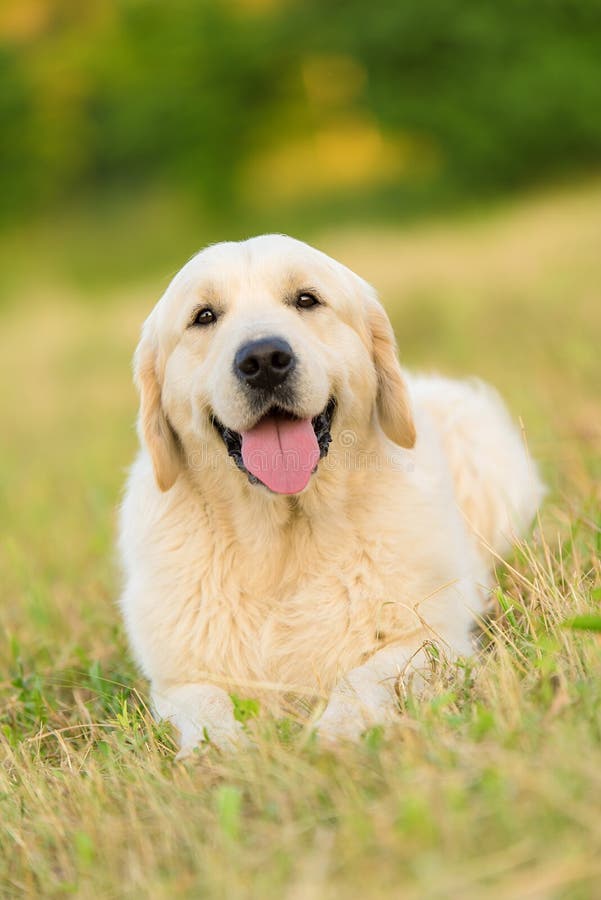 Golden retriever dog relax stock photo. Image of cheerful - 94010432