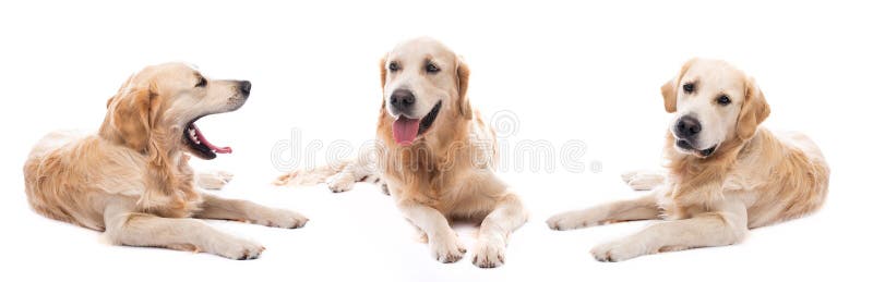 Golden Retriever Dog Resting Stock Image - Image of domestic, mature ...