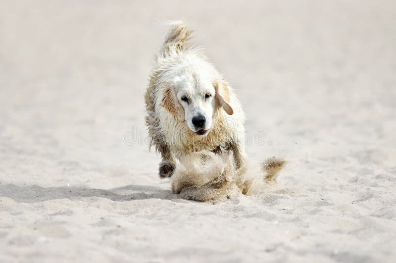 Golden Retriever Dog Running Stock Photo - Image of speed, splashing ...