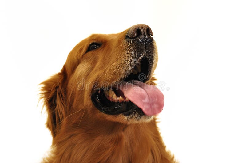 Golden Retriever Dog. Side Look. Stock Image - Image of pedigree ...
