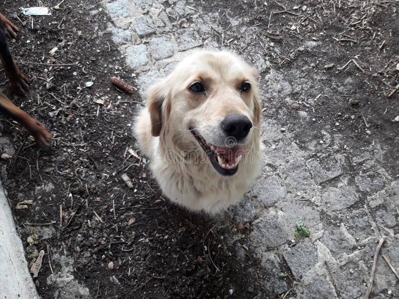 Golden retriever stock image. Image of retriever, ground - 93150343