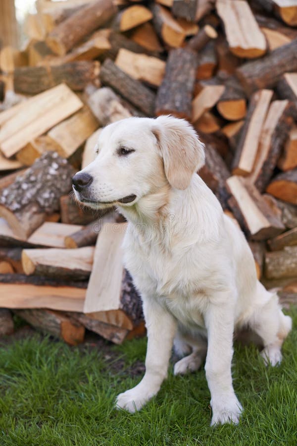 Golden retriever stock image. Image of pile, tree, puppy - 41270211