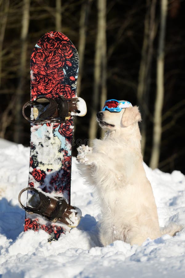 Golden Retriever Dog with Snowboard Stock Photo - Image of equipment ...