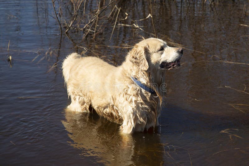 Golden Retriever Dog Swims in the River in Spring Stock Photo - Image ...