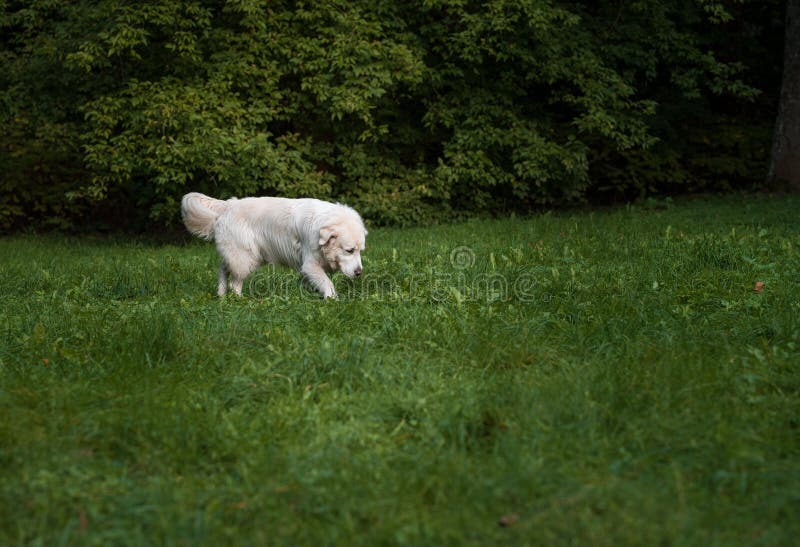 Golden Retriever Dog Walking on the Grass. Stock Photo - Image of ...