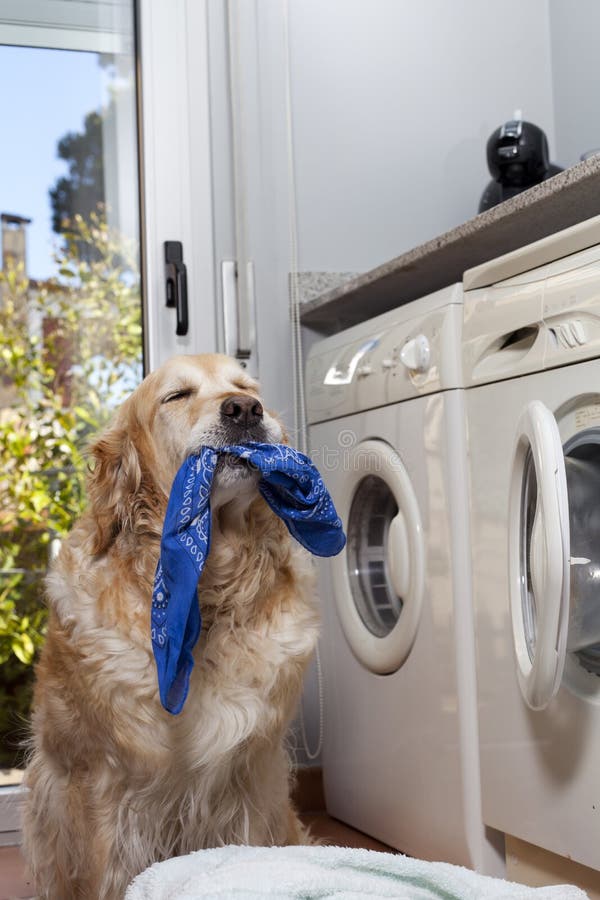 Golden Retriever Doing Laundry Stock Photos - Free & Royalty-Free Stock ...