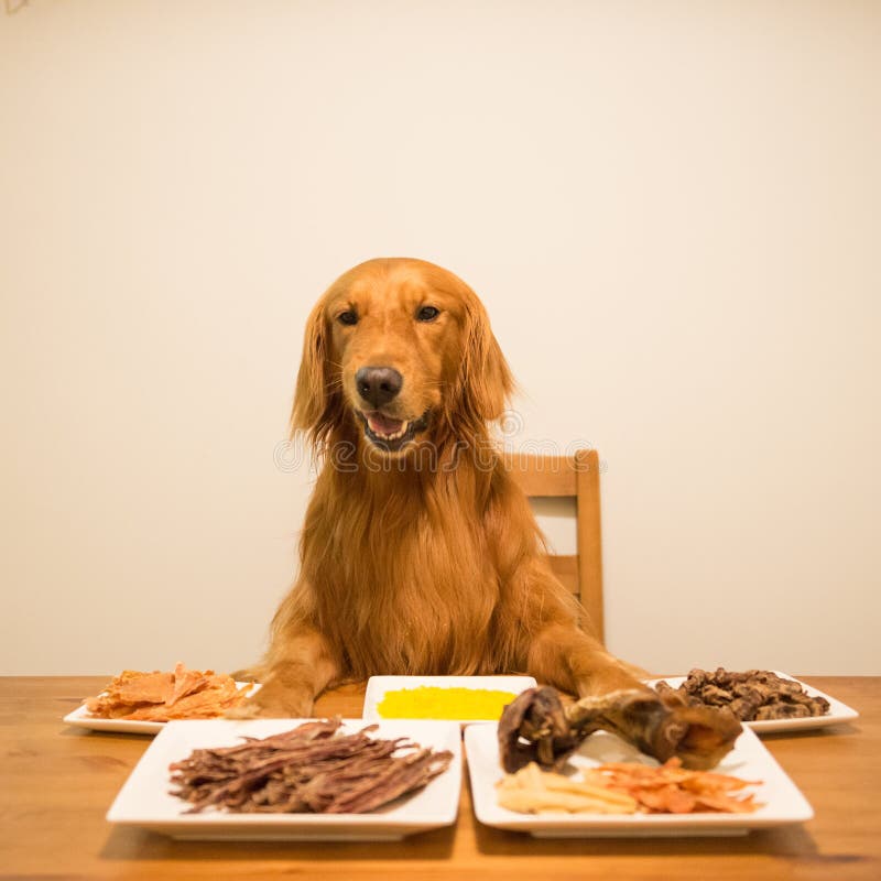 Golden Retriever Eating at the Table Stock Photo - Image of purebred ...