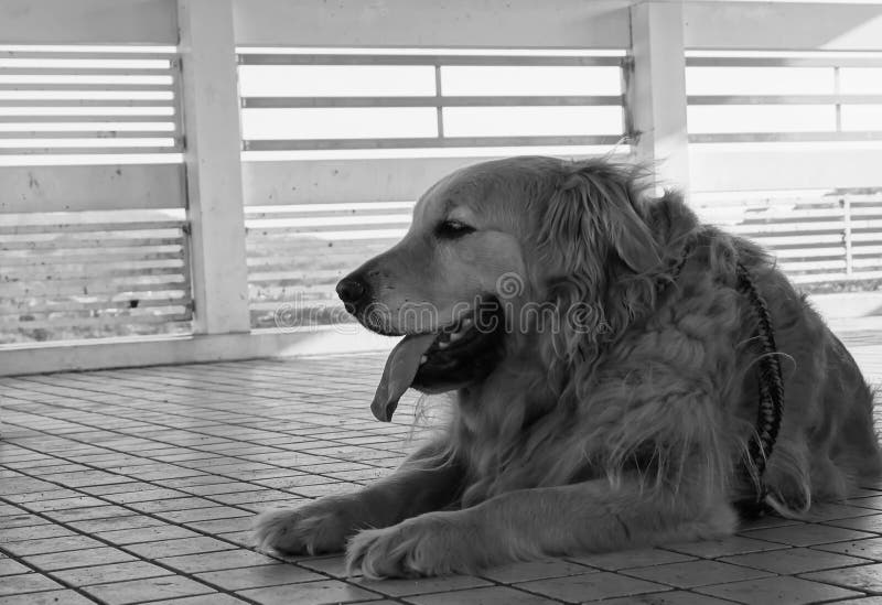 Golden Retriever Em Preto E Branco Foto de Stock - Imagem de misturado ...