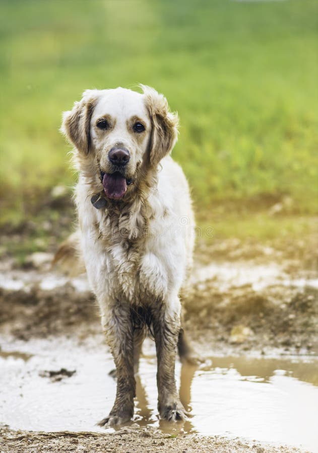 Golden Retriever in the Field Stock Image - Image of park, little: 85856993