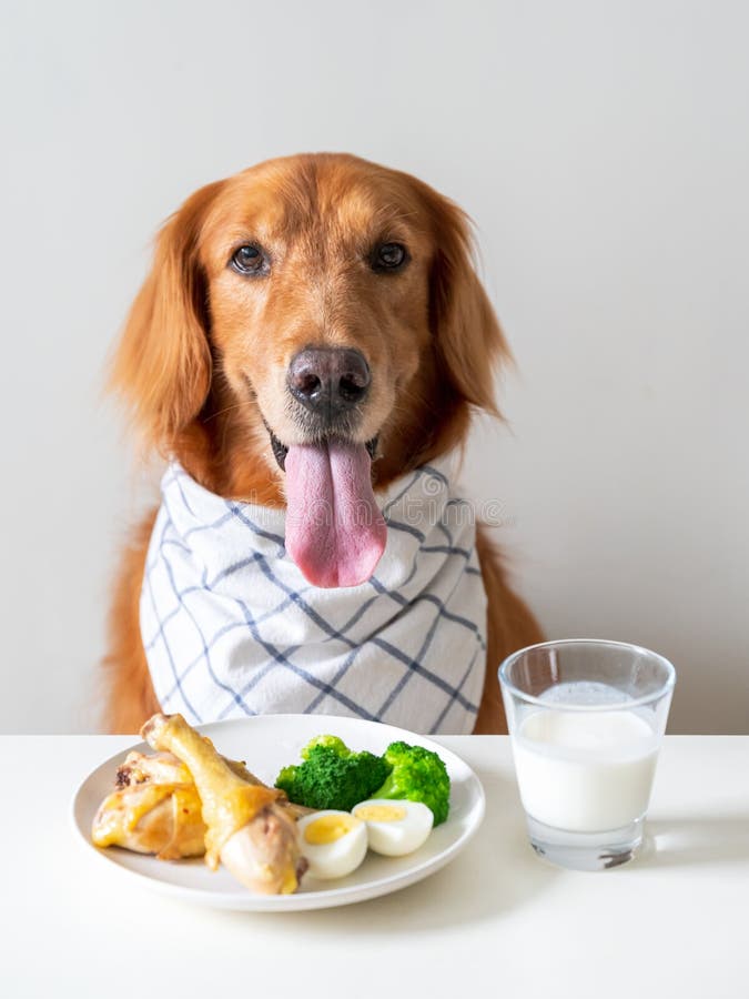 Golden Retriever and Food on the Table Stock Image - Image of animal ...