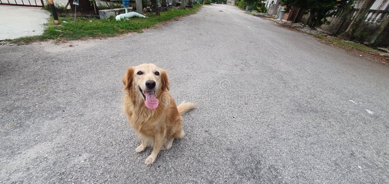 Golden Retriever Found at Random Street Stock Photo - Image of street ...
